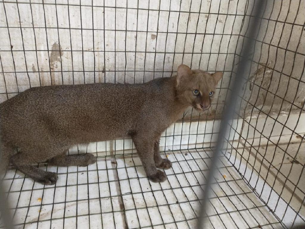 Gato-mourisco, animal ameaçado de extinção, é capturado em Várzea ...