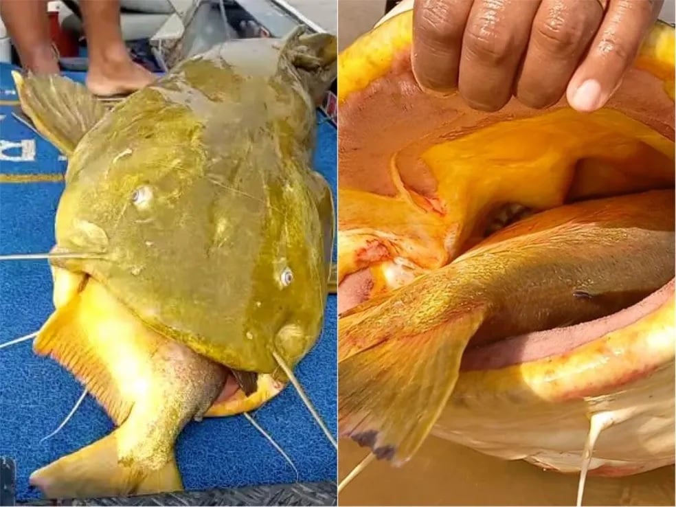 'Pesca dupla': pescador fisga pacu 'entalado' em boca de jaú gigante de ...