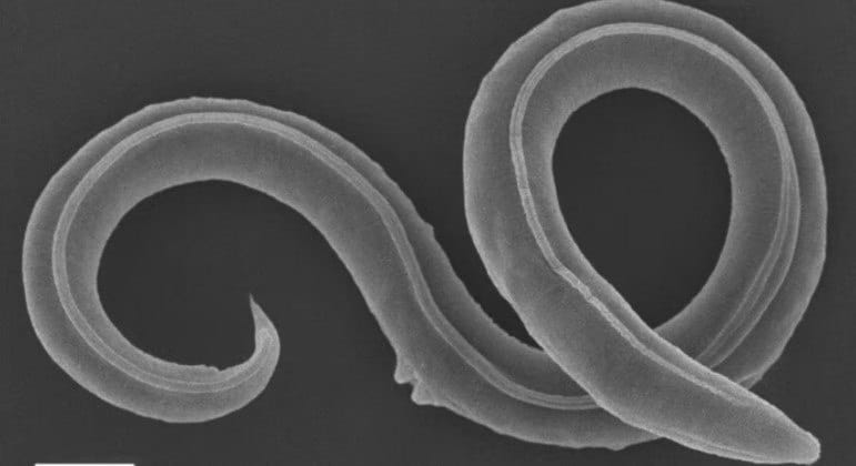 Cientistas 'acordam' verme desconhecido congelado há 46 mil anos na ...